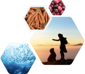 Link One Ingredient Solutions – The Missing Link In Your Supply Chain